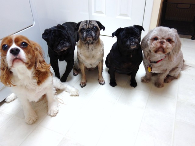 Larry Apfelbaum Profile - Bloomington, IL Workers Compensation Lawyer